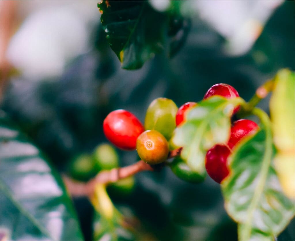 Organic vs. Conventional | Ambee Coffee